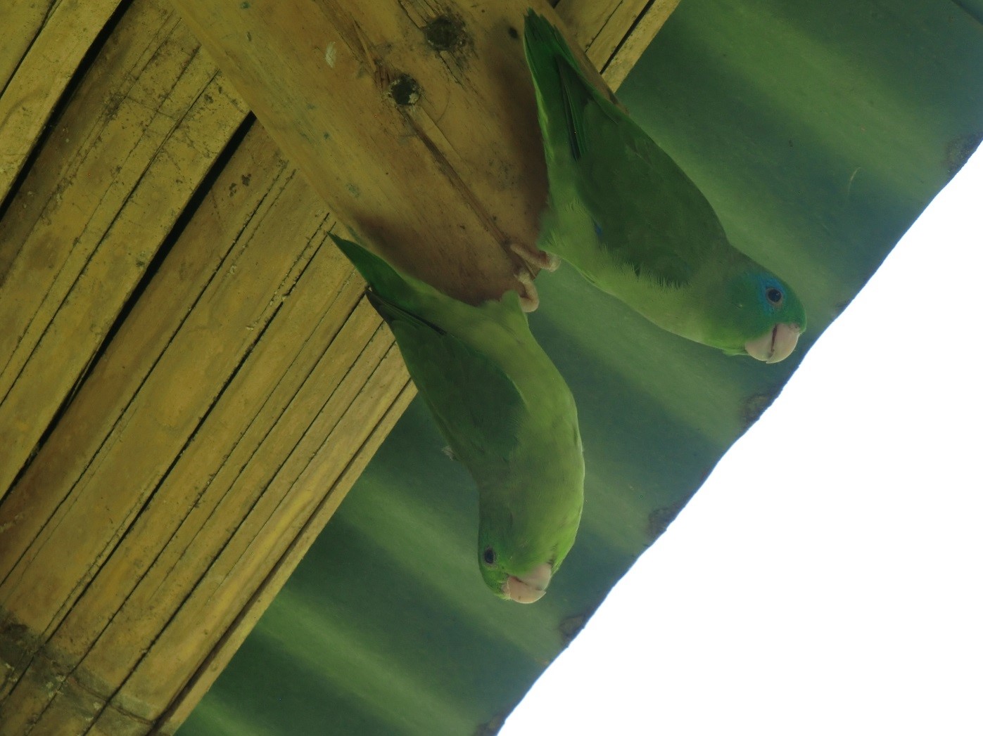 Bird Business – JJJ Interactive Books