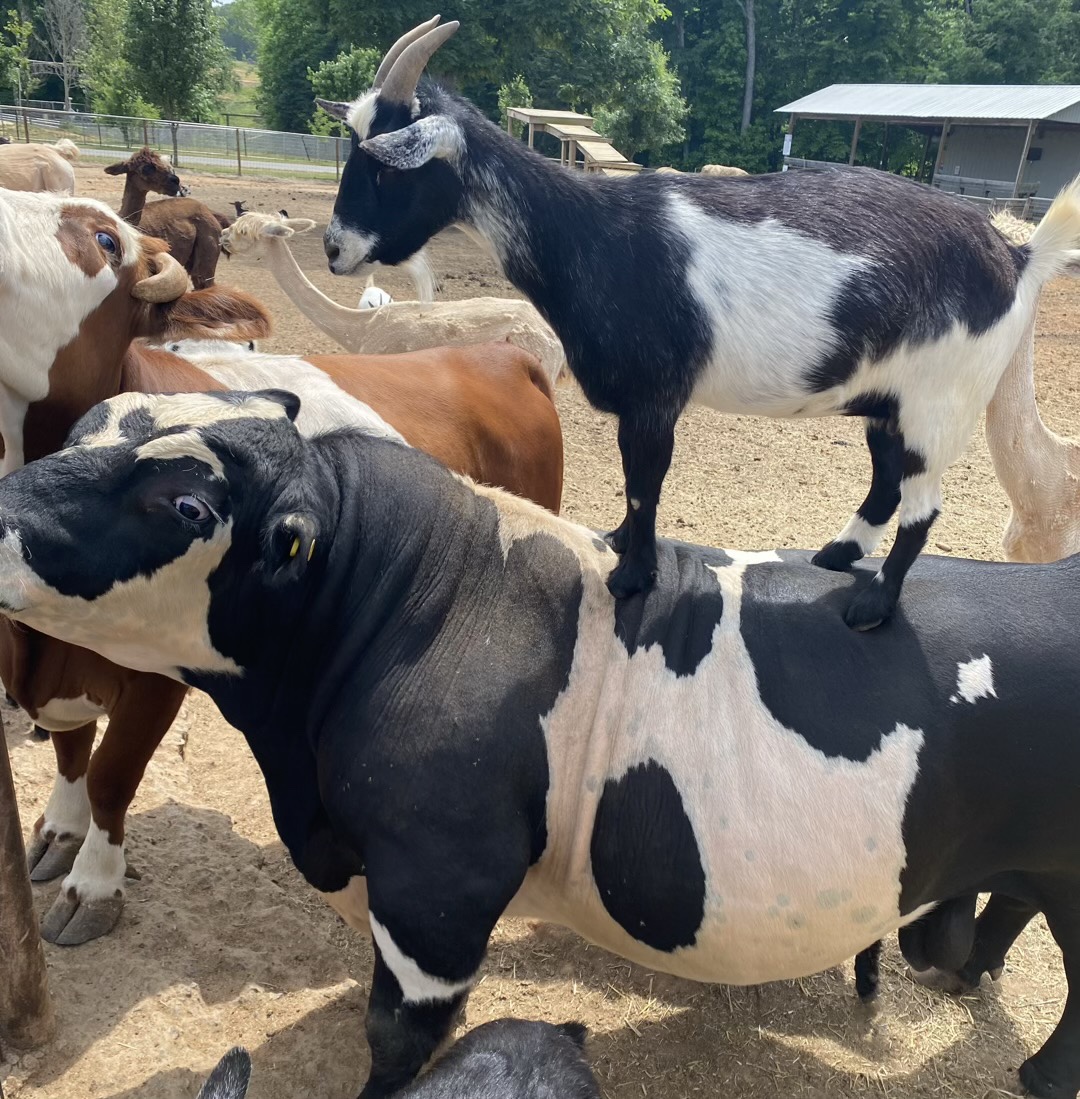 Got My Goat – JJJ Interactive Books