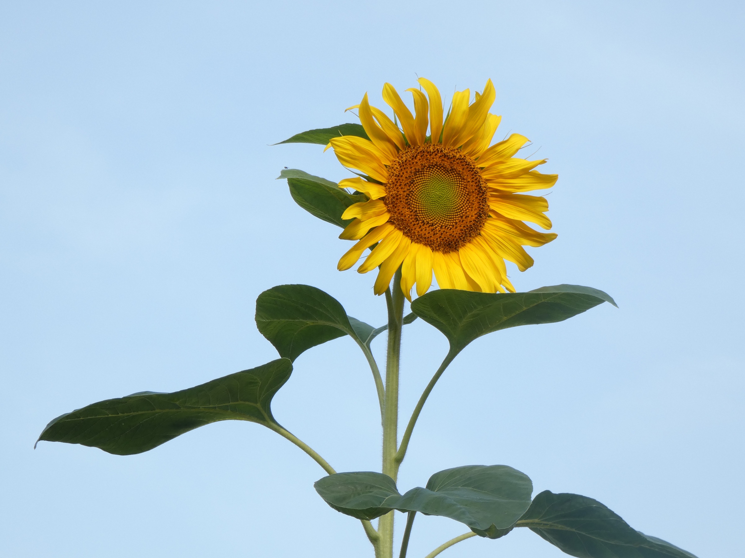 Sunflower – JJJ Interactive Books