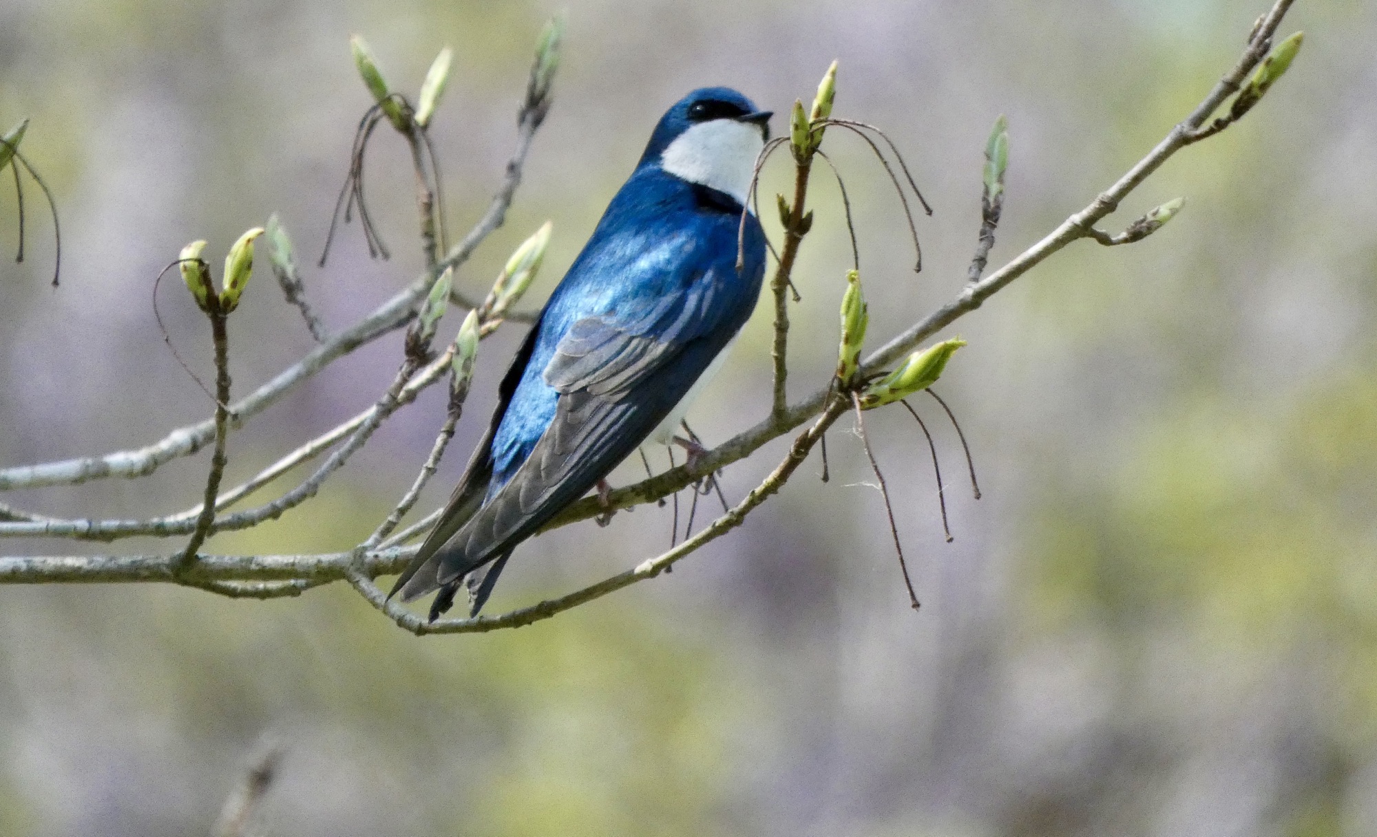 Tree Swallow – JJJ Interactive Books
