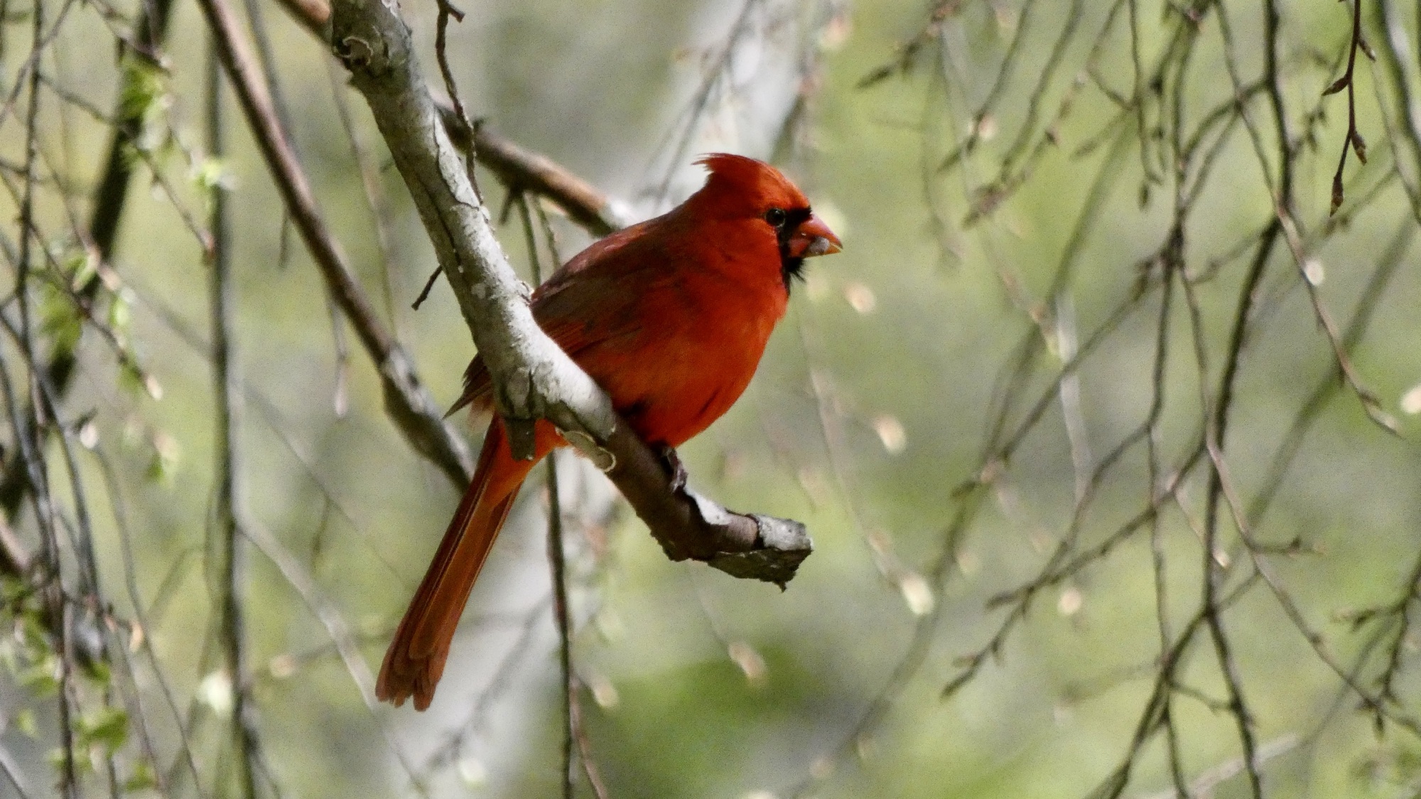 Northern Cardinal Family – JJJ Interactive Books