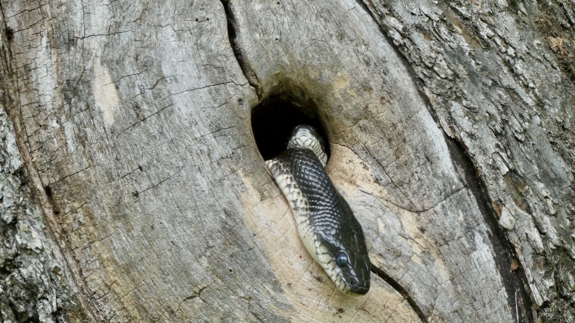 Snakes In a Tree – JJJ Interactive Books