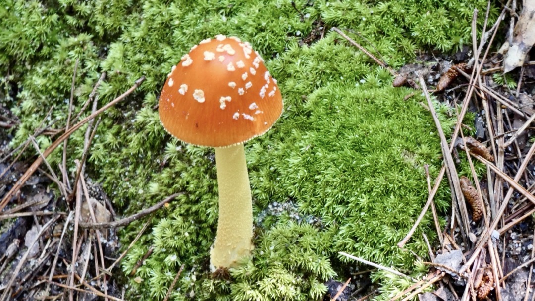 Mysterious Mushroom – JJJ Interactive Books