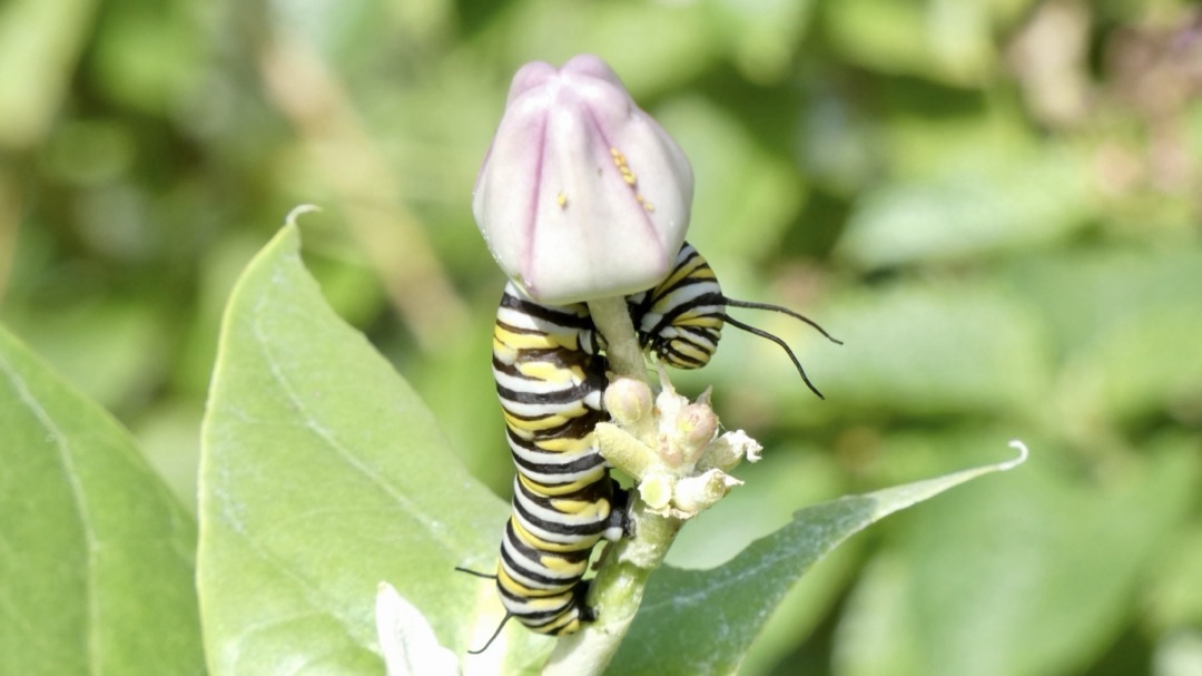 Withstand – JJJ Interactive Books