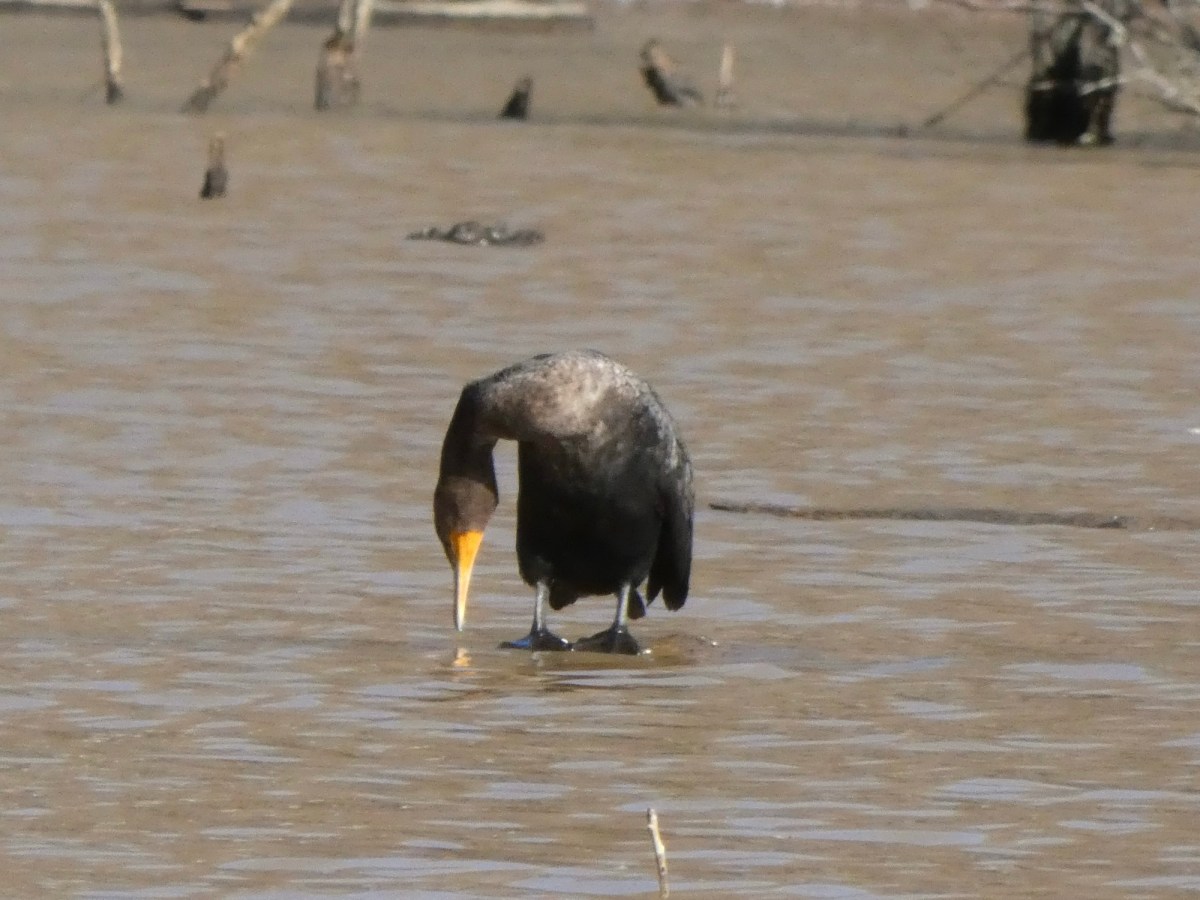 Cormorant and Anhinga – JJJ Interactive Books