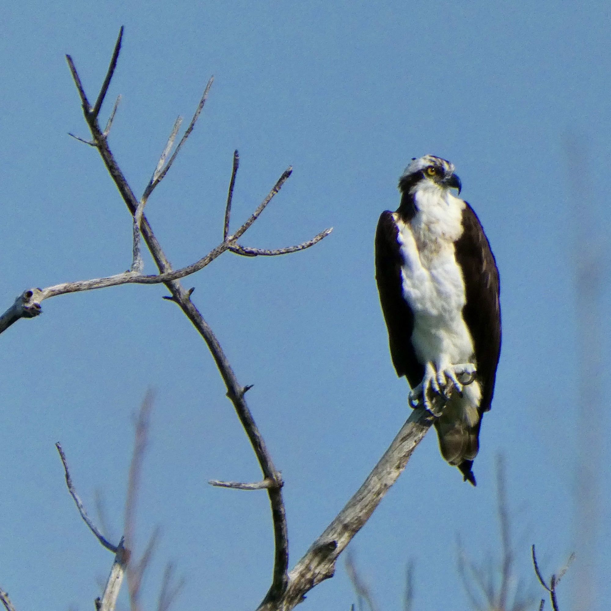 Heartstrings – JJJ Interactive Books