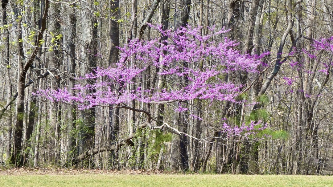 Spring Travel – JJJ Interactive Books