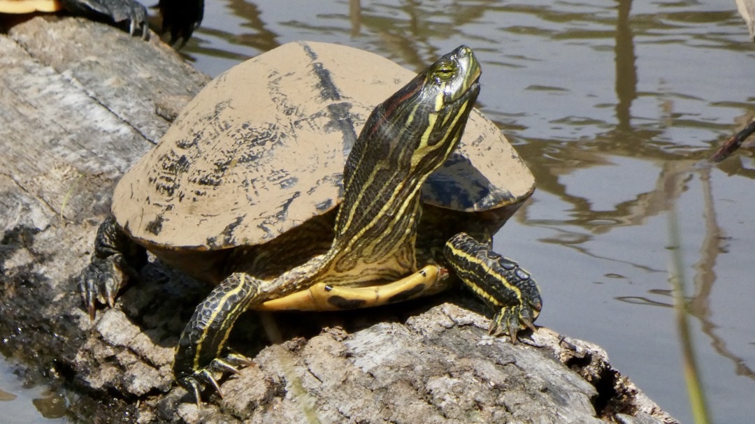 Pond Slider – JJJ Interactive Books